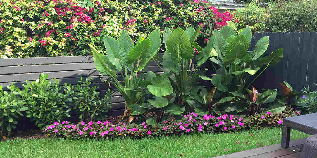 Six Colorful Florida Landscape Plants