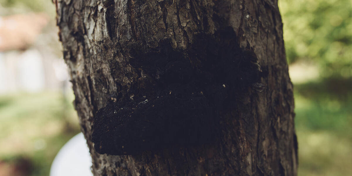 How to Get Rid of Black Fungus on Trees